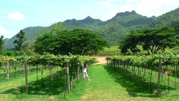 The best places in Thailand to go wine tasting - Bookaway