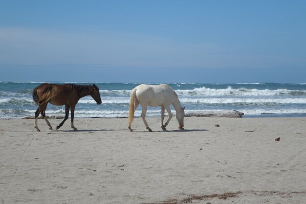Samara Beach, Costa Rica: Best Overlooked Town - Bookaway