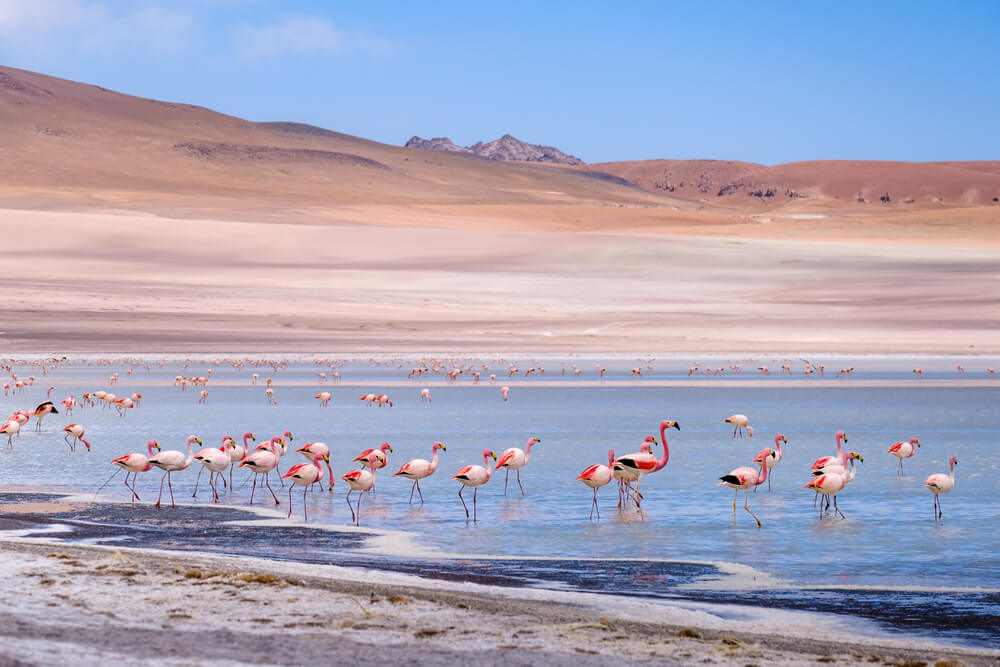 Crossing the Bolivia Chile Border: All the Details - Bookaway