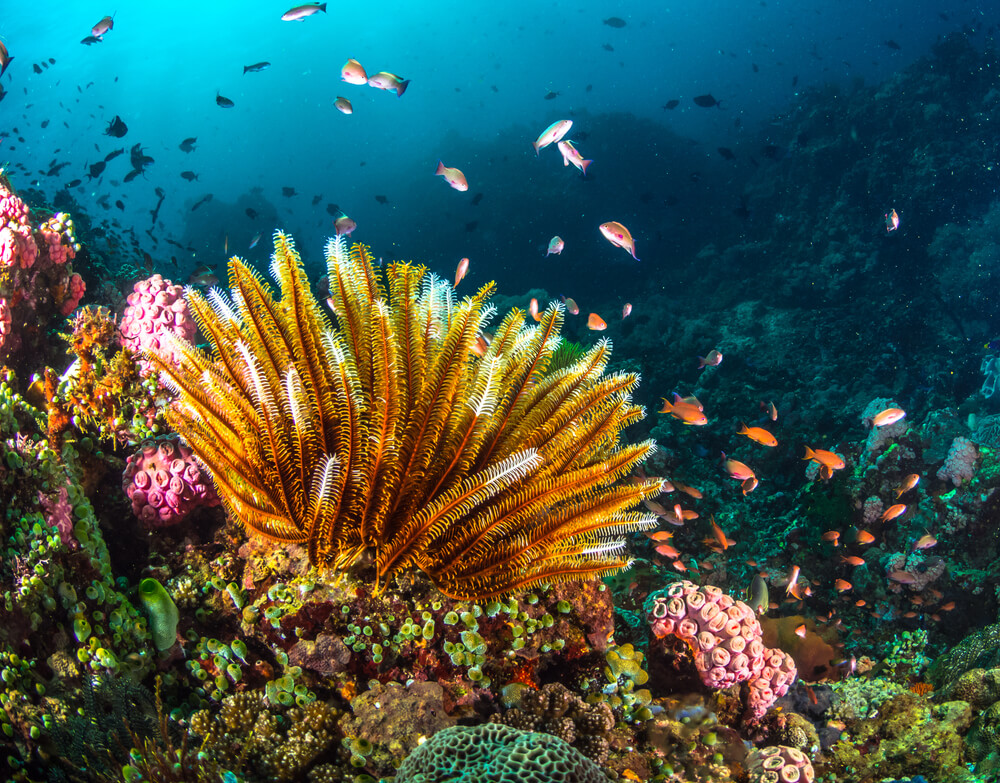 17 of the Best Beaches near Manila in the Philippines - Bookaway